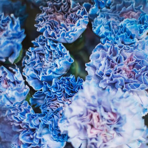 Tinted Blue Carnation Standard - Flower Delivery - You Floral